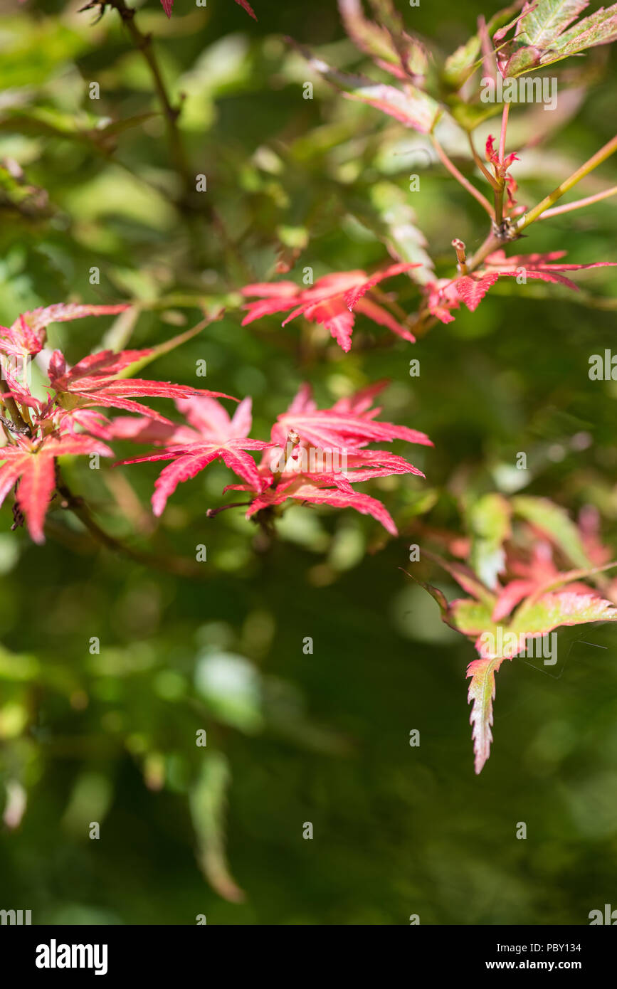 Dwarf japanese maple hi-res stock photography and images - Alamy
