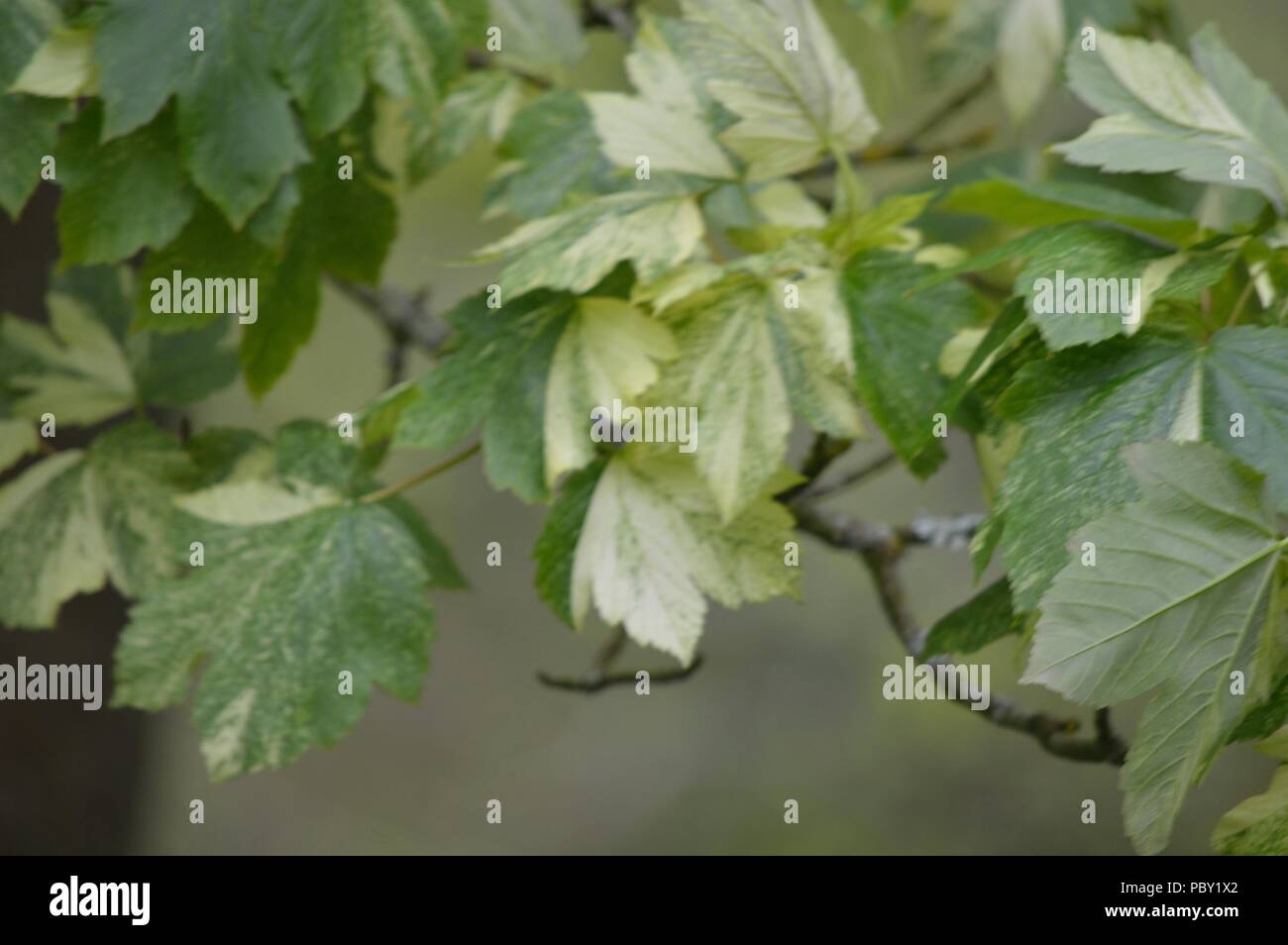 acer pseudoplatanus nizetii Stock Photo - Alamy