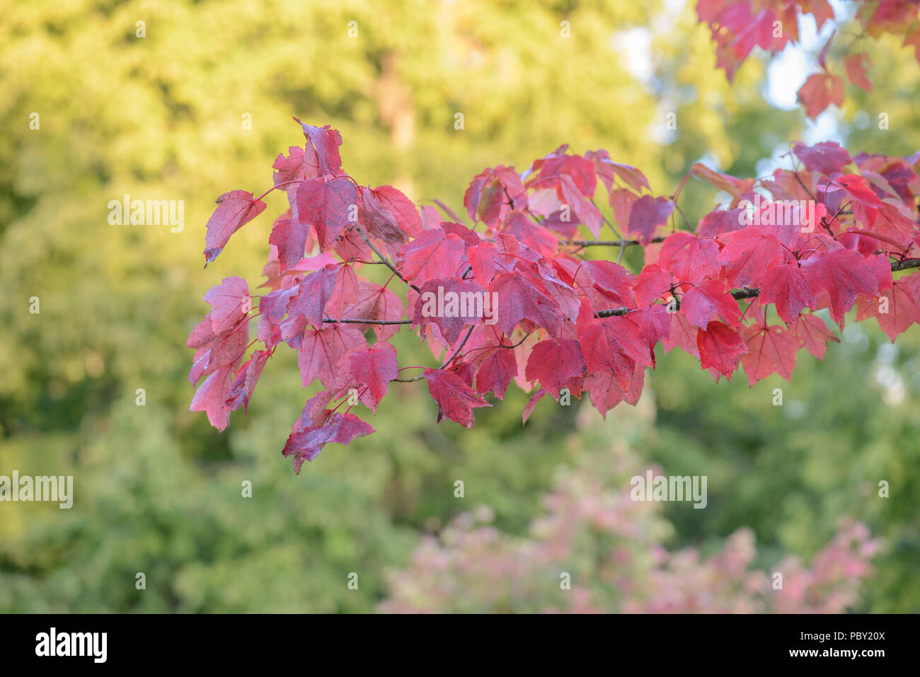 Acer palmatum rubrum hi-res stock photography and images - Alamy