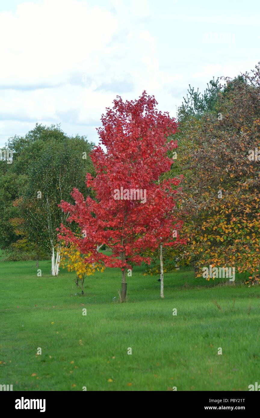 October glory acer rubrum hi-res stock photography and images - Alamy
