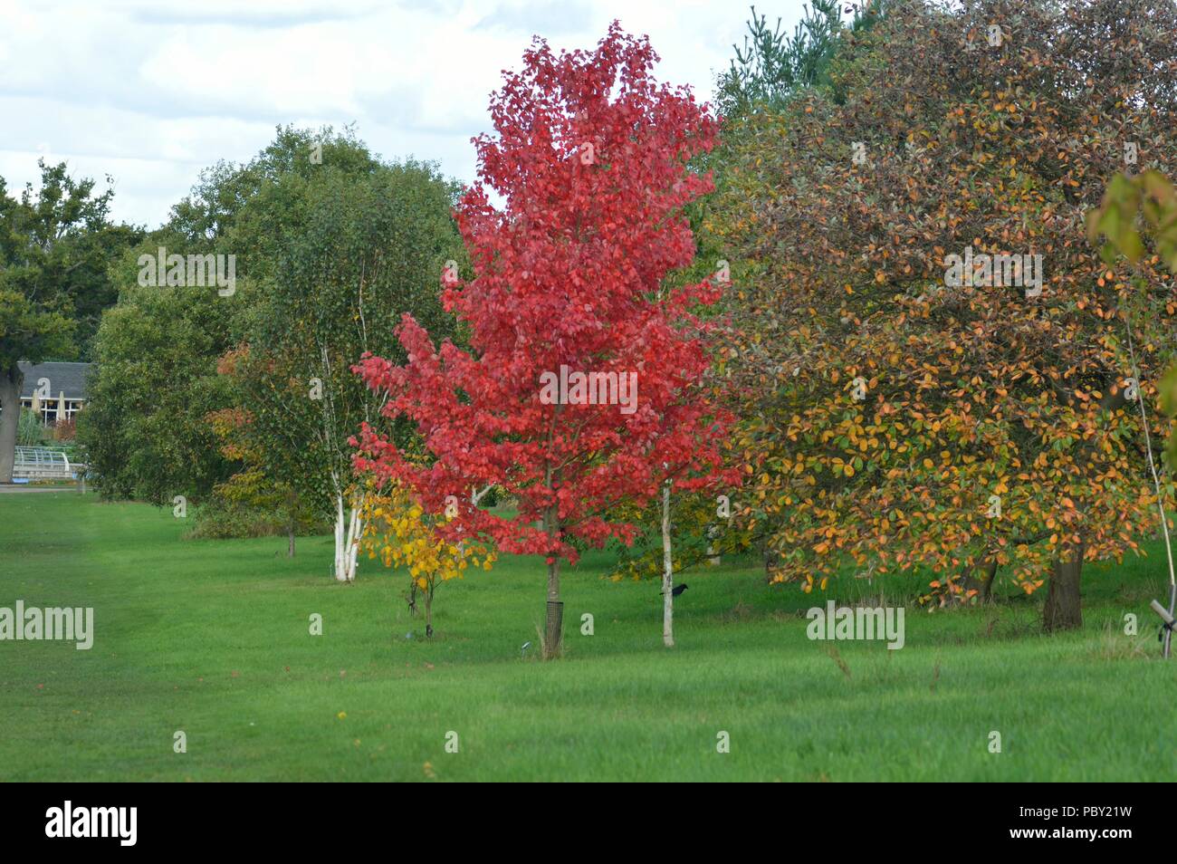 Acer palmatum rubrum hi-res stock photography and images - Alamy