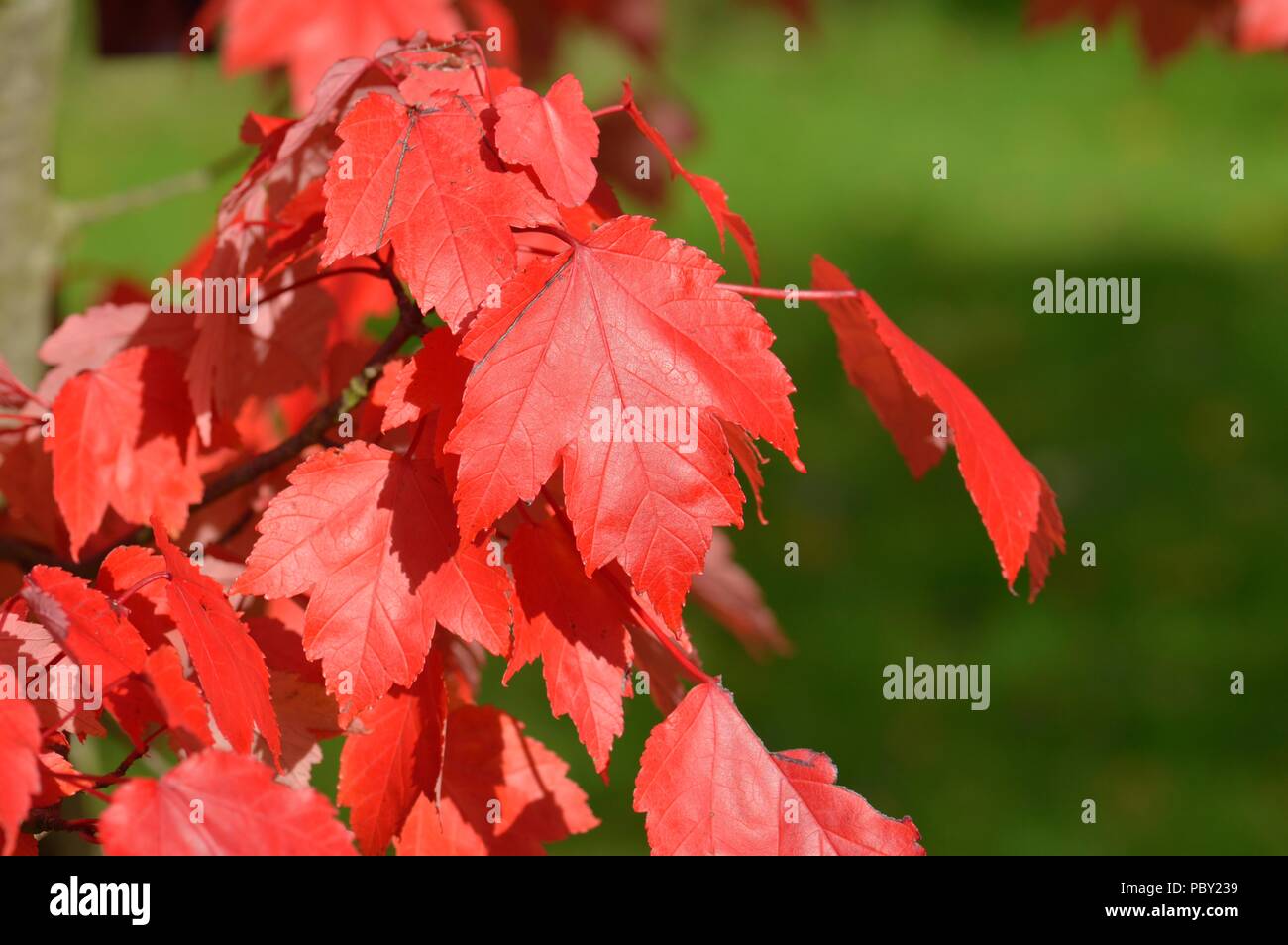 Acer palmatum rubrum hi-res stock photography and images - Alamy
