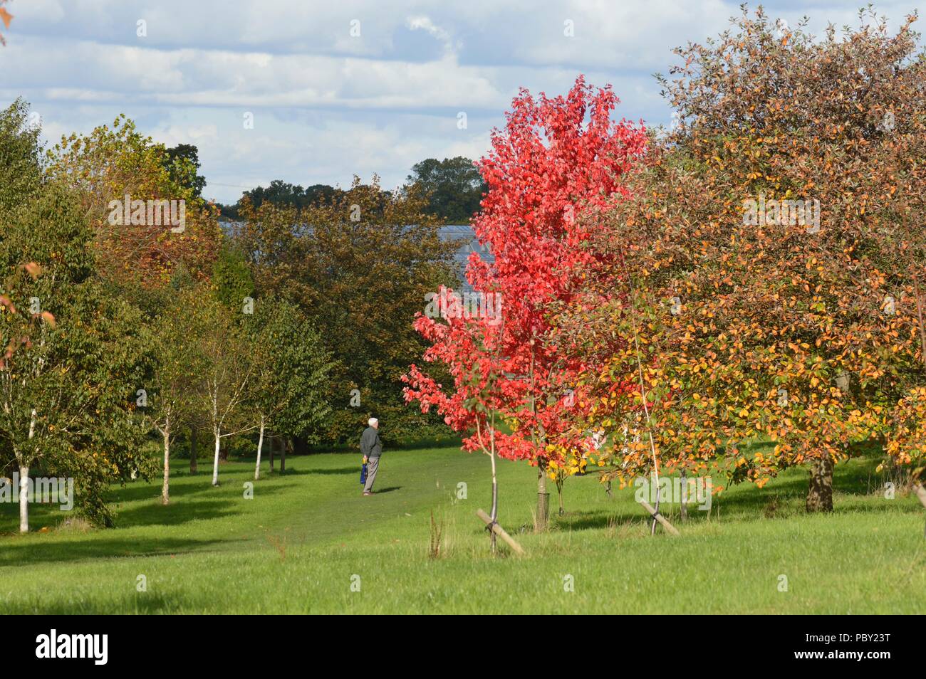 Acer palmatum rubrum hi-res stock photography and images - Alamy
