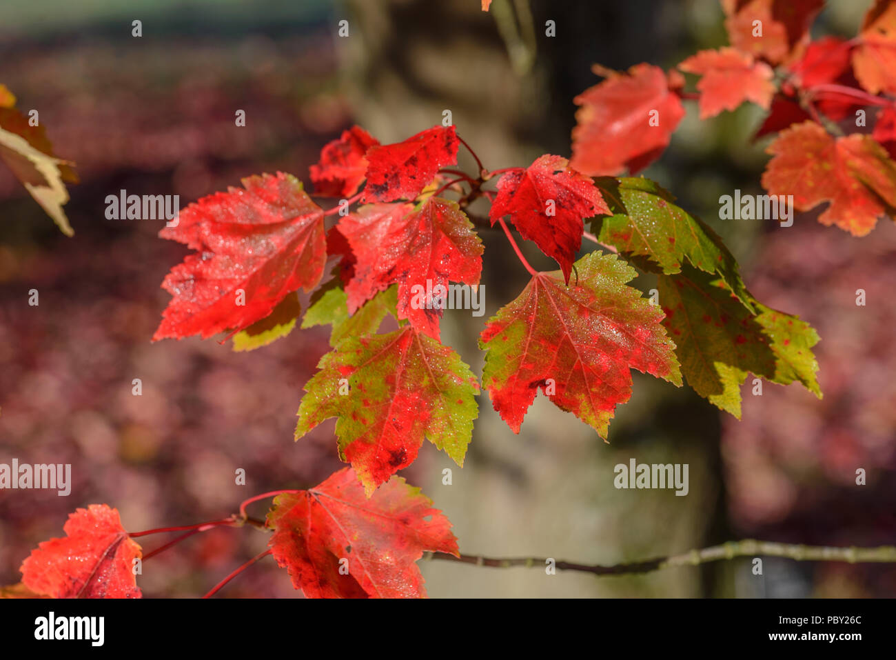 acer rubrum schlesingeri Stock Photo - Alamy