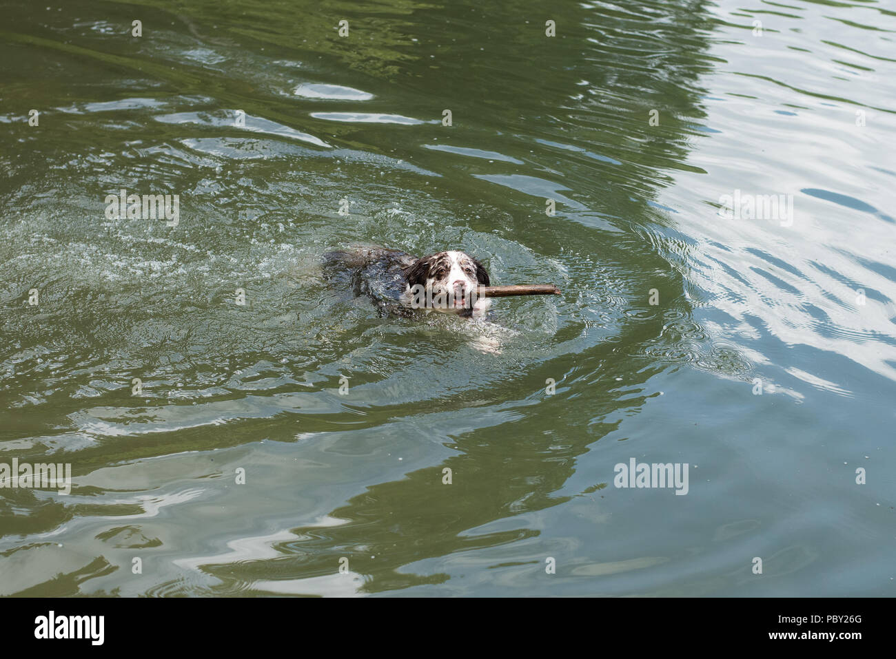 Wet australian shepherd hi-res stock photography and images - Alamy