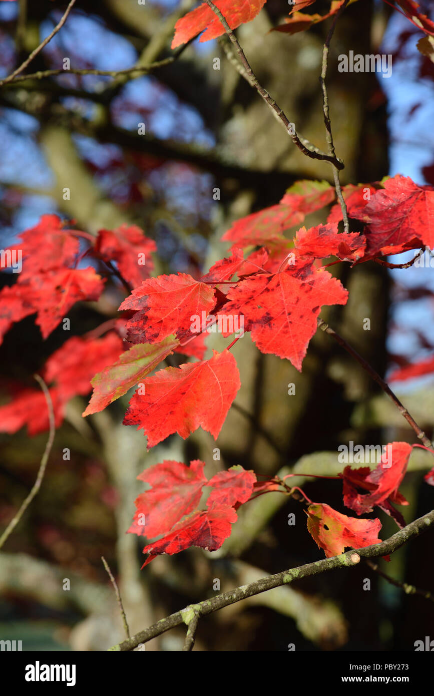 Acer palmatum rubrum hi-res stock photography and images - Alamy