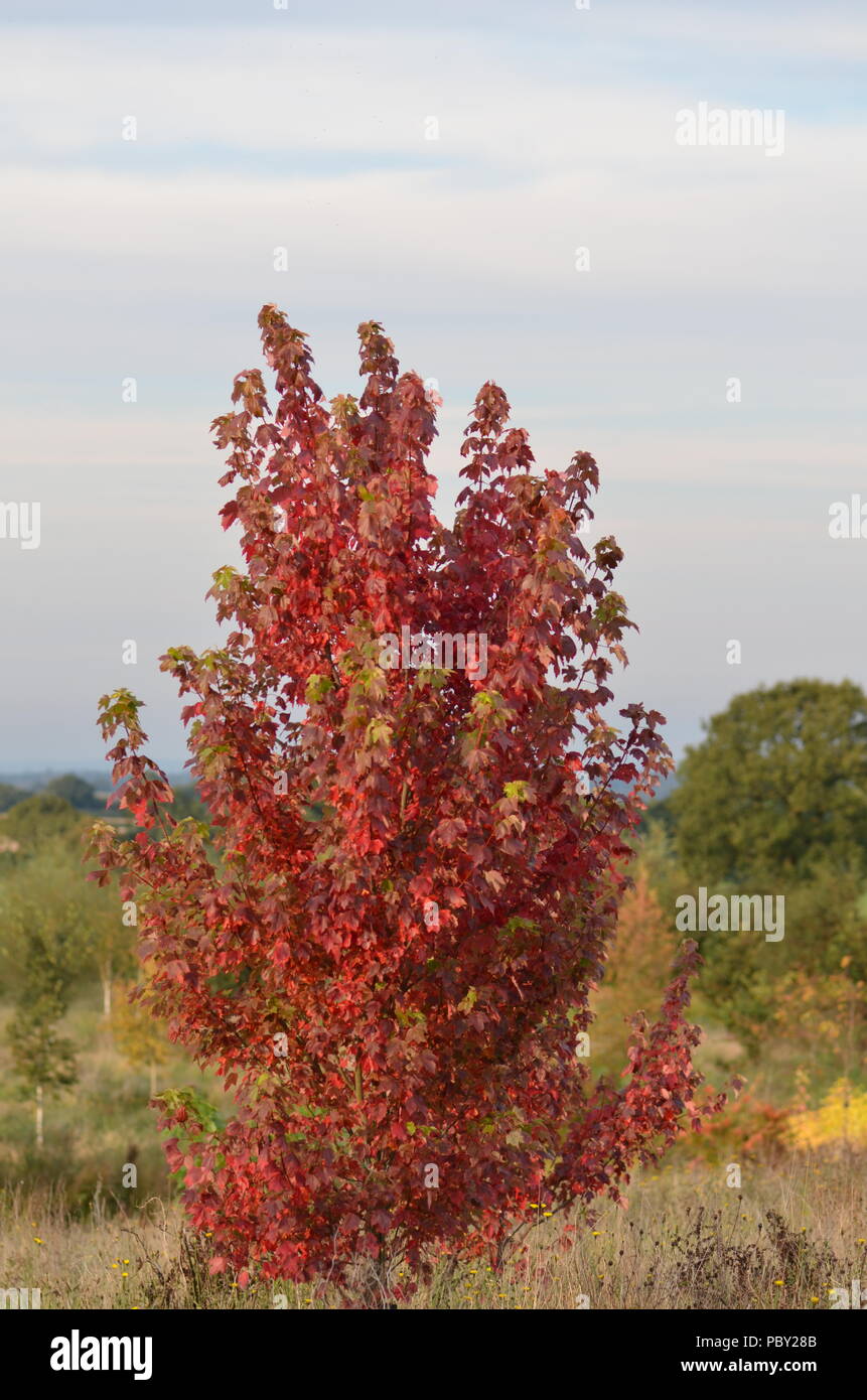 Acer rubrum somerset hi-res stock photography and images - Alamy