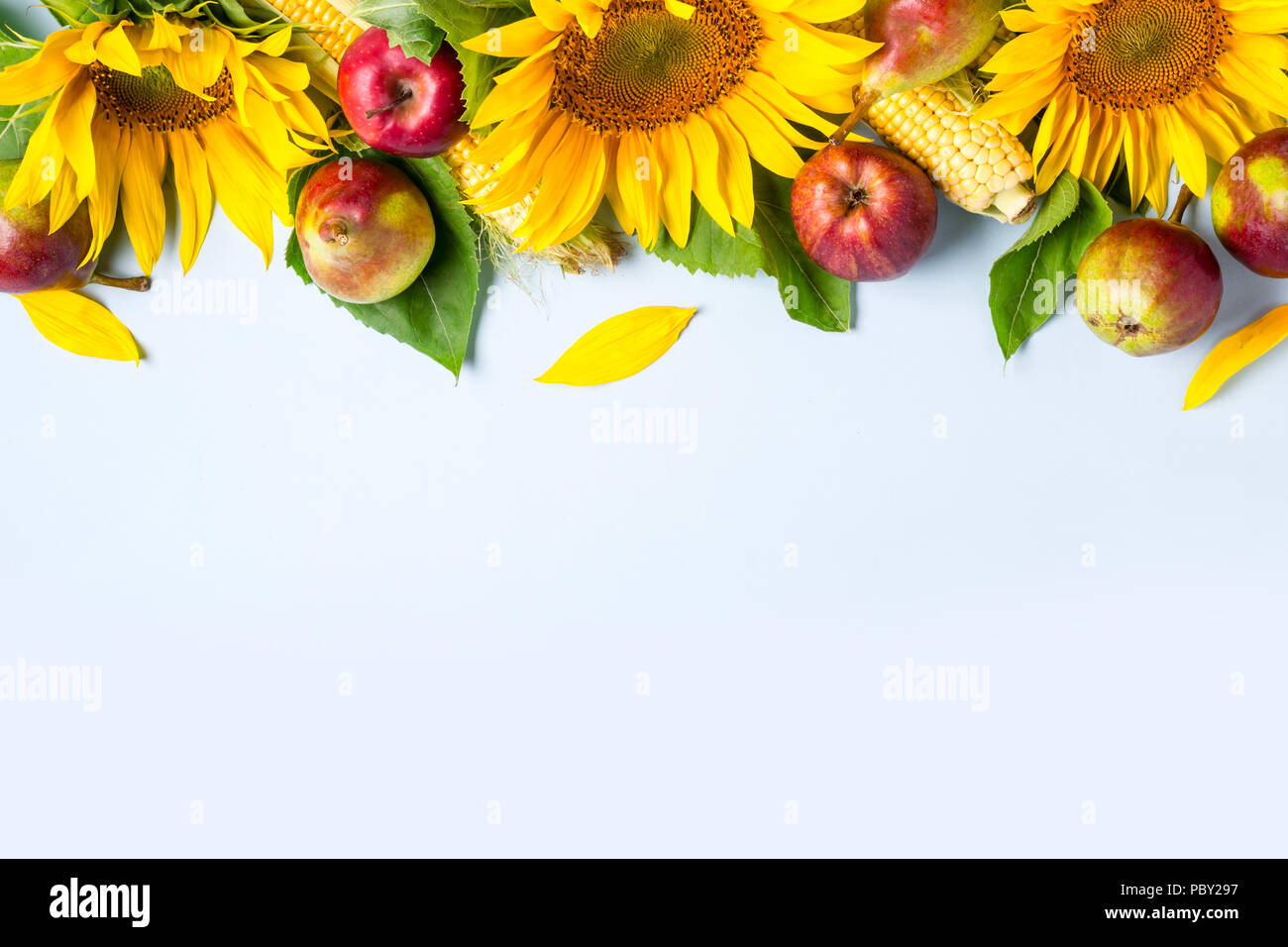 Autumn background. Border of sunflower, corn and pears. Harvest holiday ...