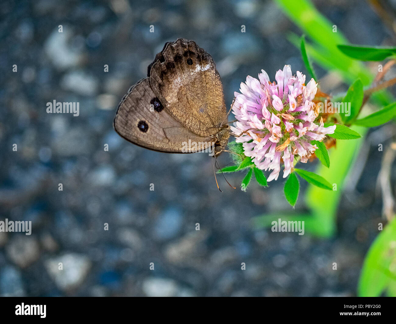 A brown common wood-nymph butterfly feeds from clover flowers in a park ...