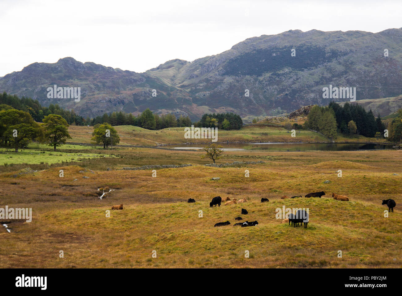 Blea Tarn Walk, Lake District National Park, England, UK. From Great ...
