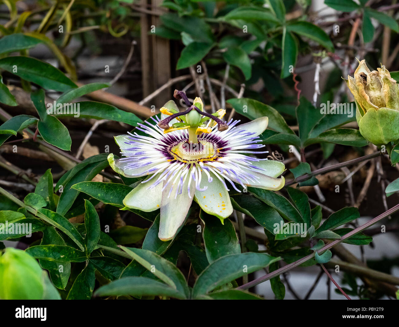 Passionflower passionflowers passiflora flower hi-res stock photography ...