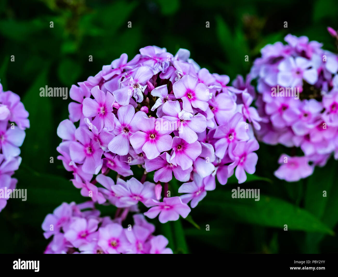 small pink and purple hydrangeas bloom in a park in the Japanese ...
