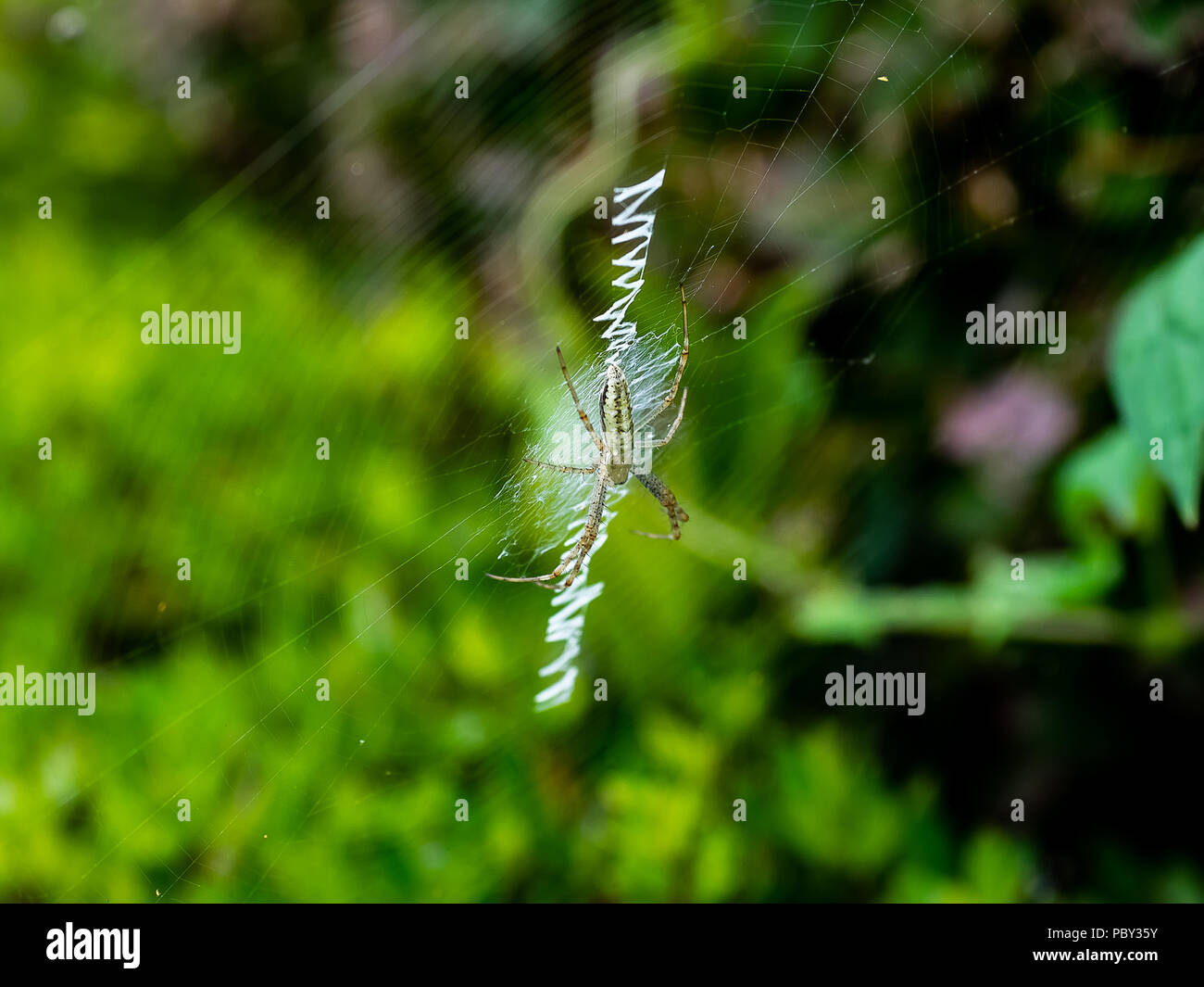 A Japanese weaver spider on a web between bushes in a small park in ...