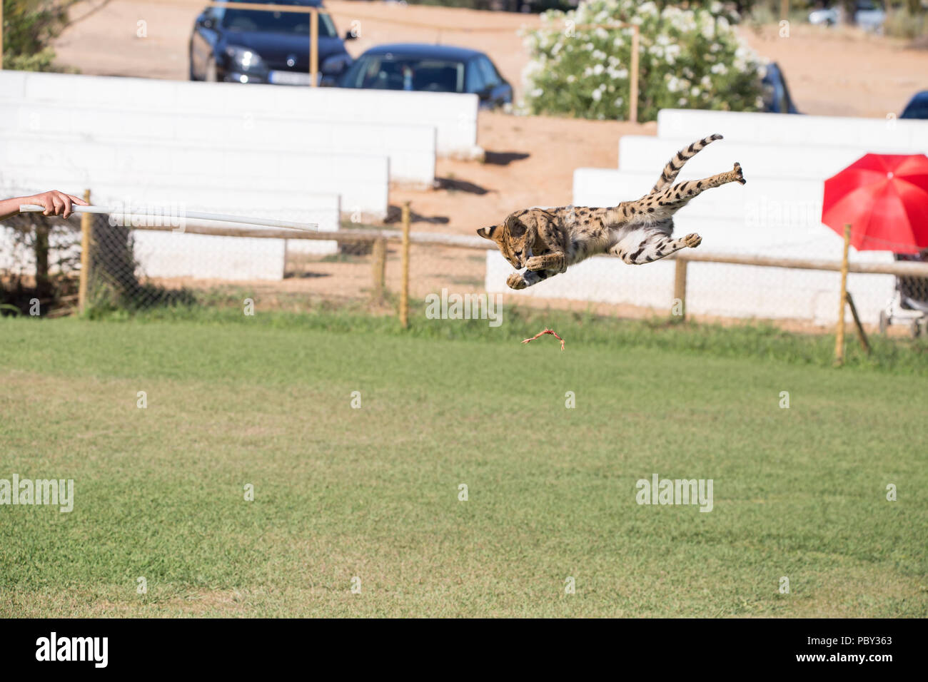 Serval jump hi-res stock photography and images - Alamy