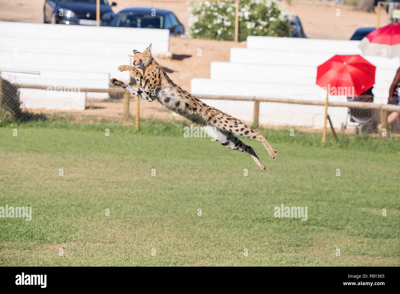 Serval, feline animal jumping high in a grass area hunting its prey ...