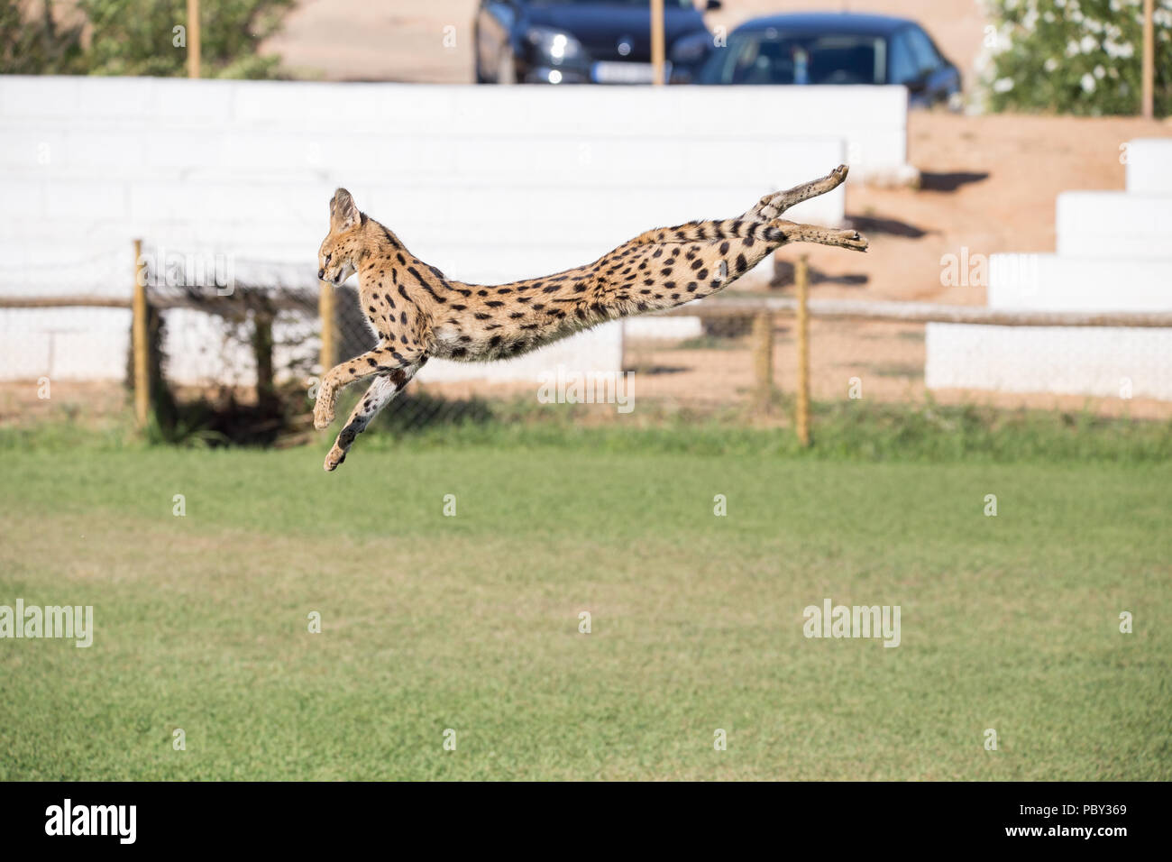 Serval, feline animal jumping high in a grass area hunting its prey ...