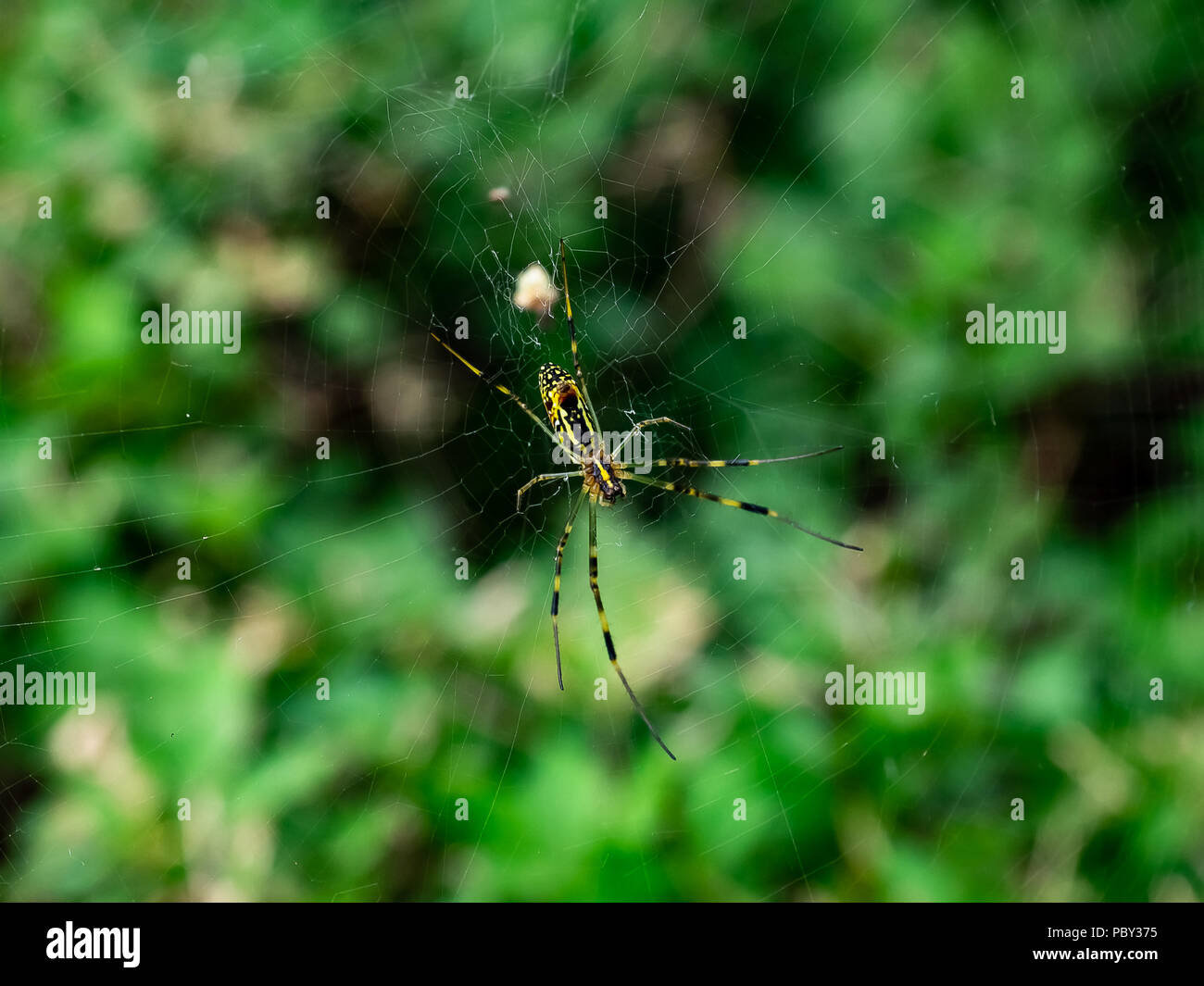 Japanese orb spider hi-res stock photography and images - Alamy