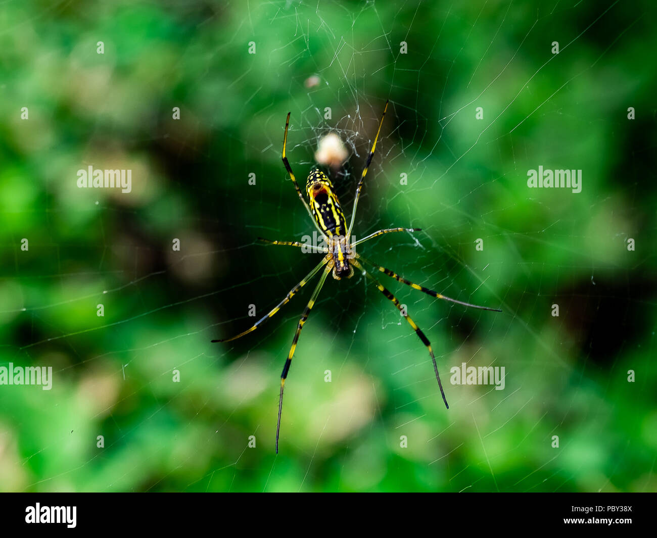A Japanese weaver spider on a web between bushes in a small park in ...