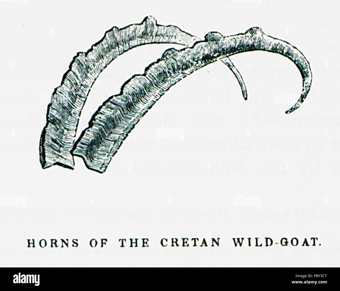 284 Horns of the cretan wild-goat - Pashley Robert - 1837 Stock Photo ...