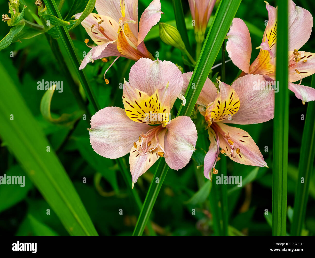 A cluster of peruvian lilies bloom in a garden in central Kanagawa ...