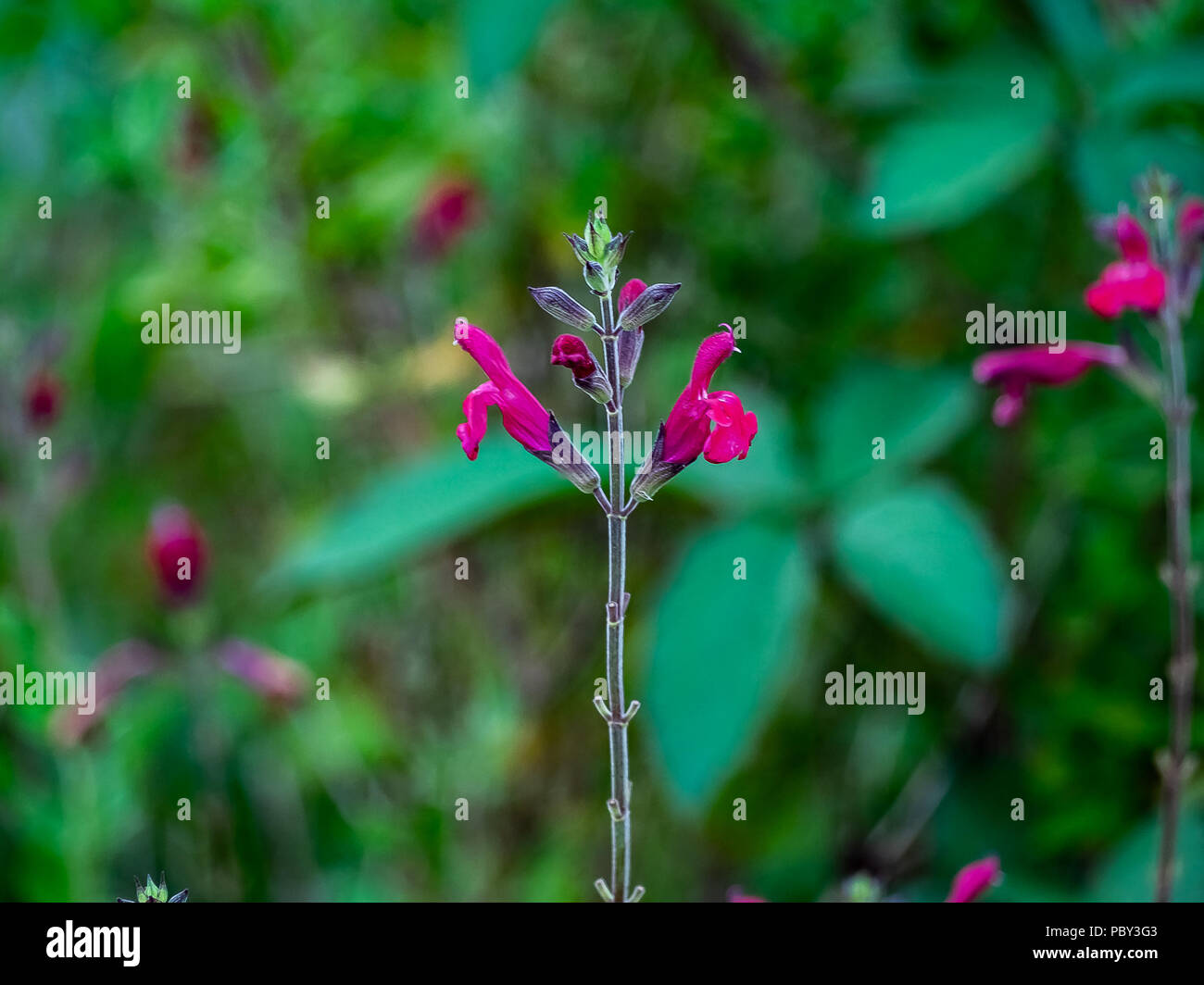 Small red sage brush flowers bloom along a gravel road in central ...