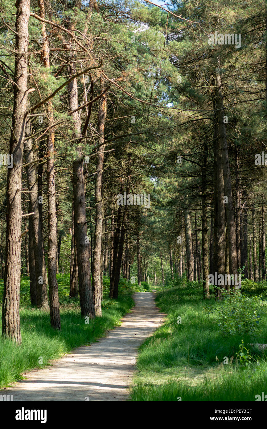Kempen forest in Brabant, Netherlands, healthy walking in sunny day in ...