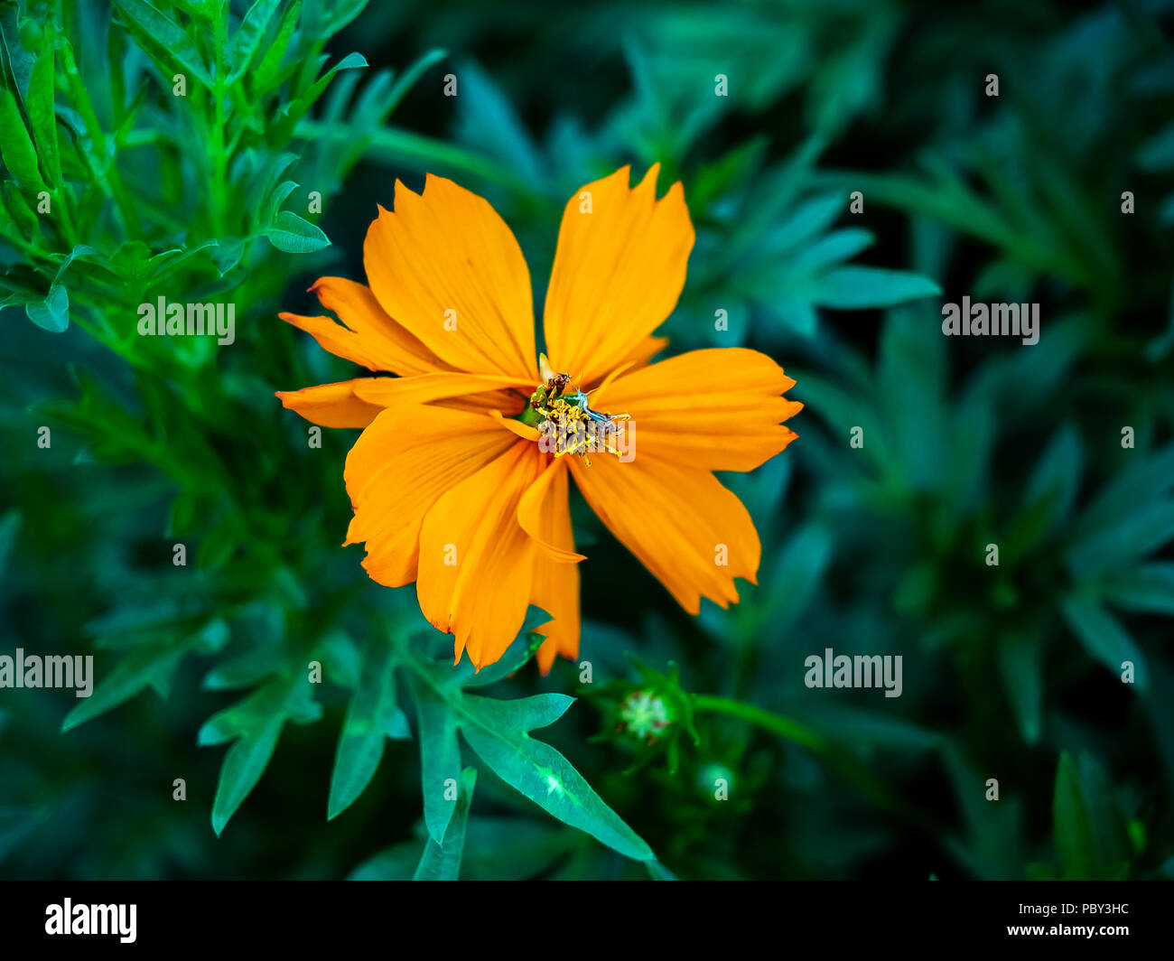 Japanese cosmos plant meadow hi-res stock photography and images - Alamy