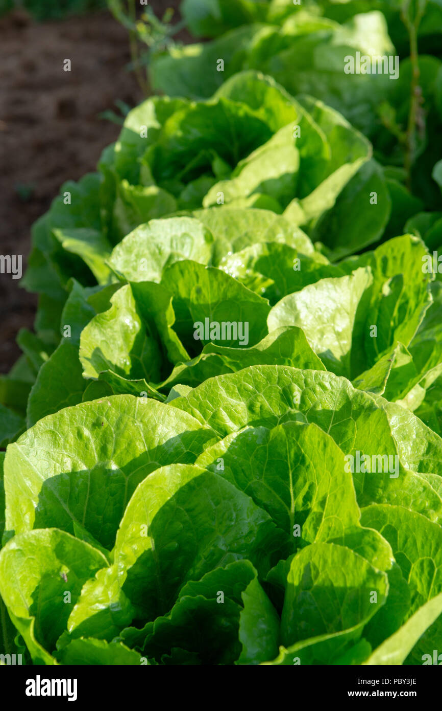 Fresh organic green lettuce leaf vegetable growth outdoor on field ...