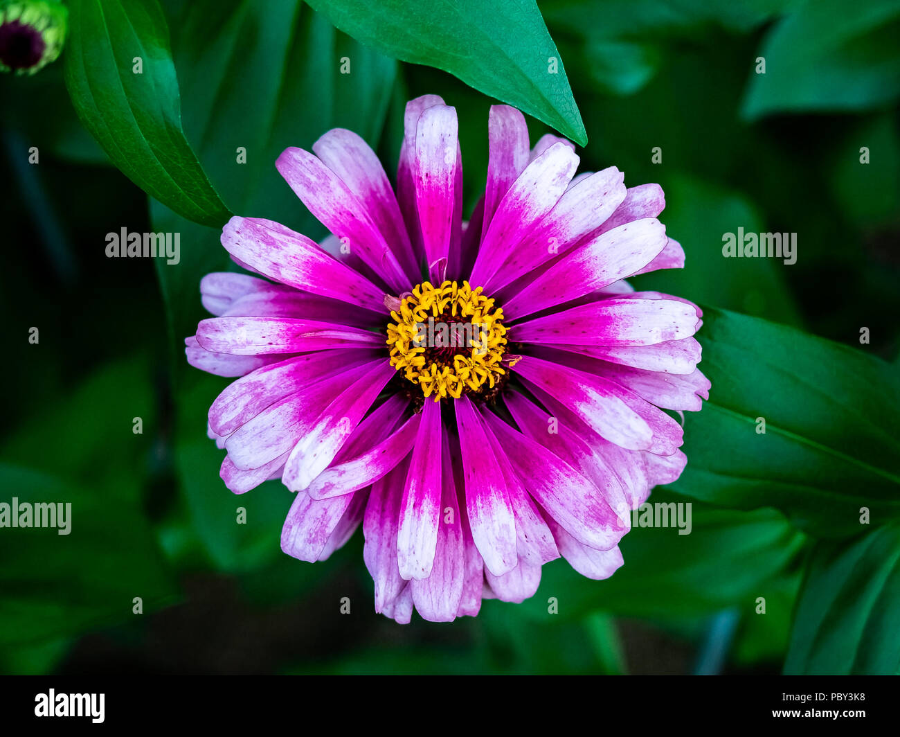 Zinnia hybrid flower garden hi-res stock photography and images - Alamy