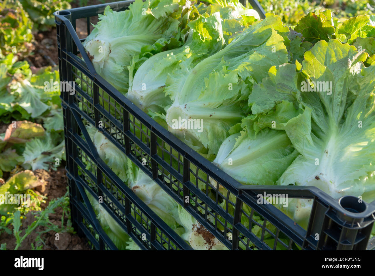 Fresh organic green lettuce leaf vegetable growth outdoor on field ...