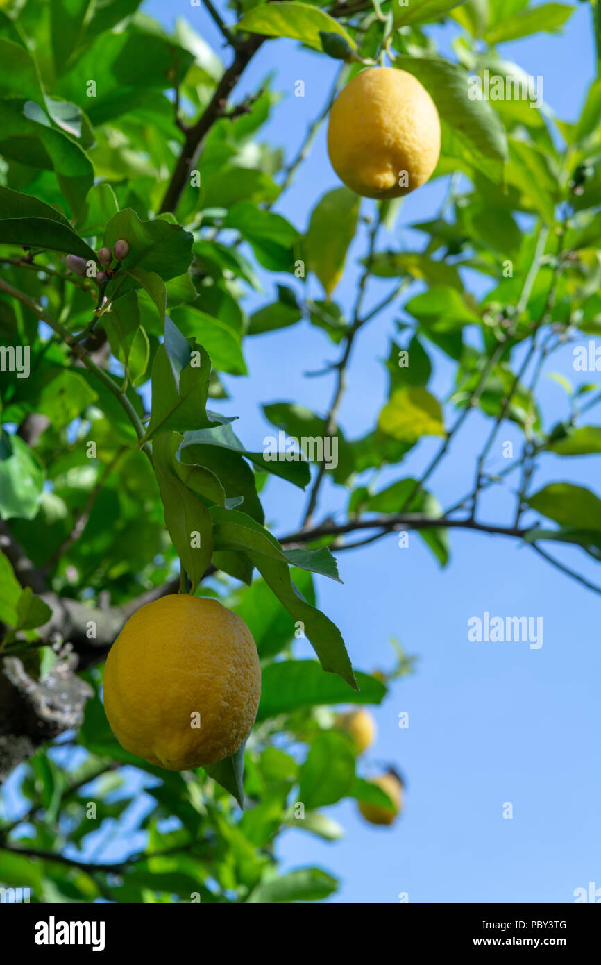 Ripe big yellow lemon citrus tropical fruit hanging on lemon tree Stock ...