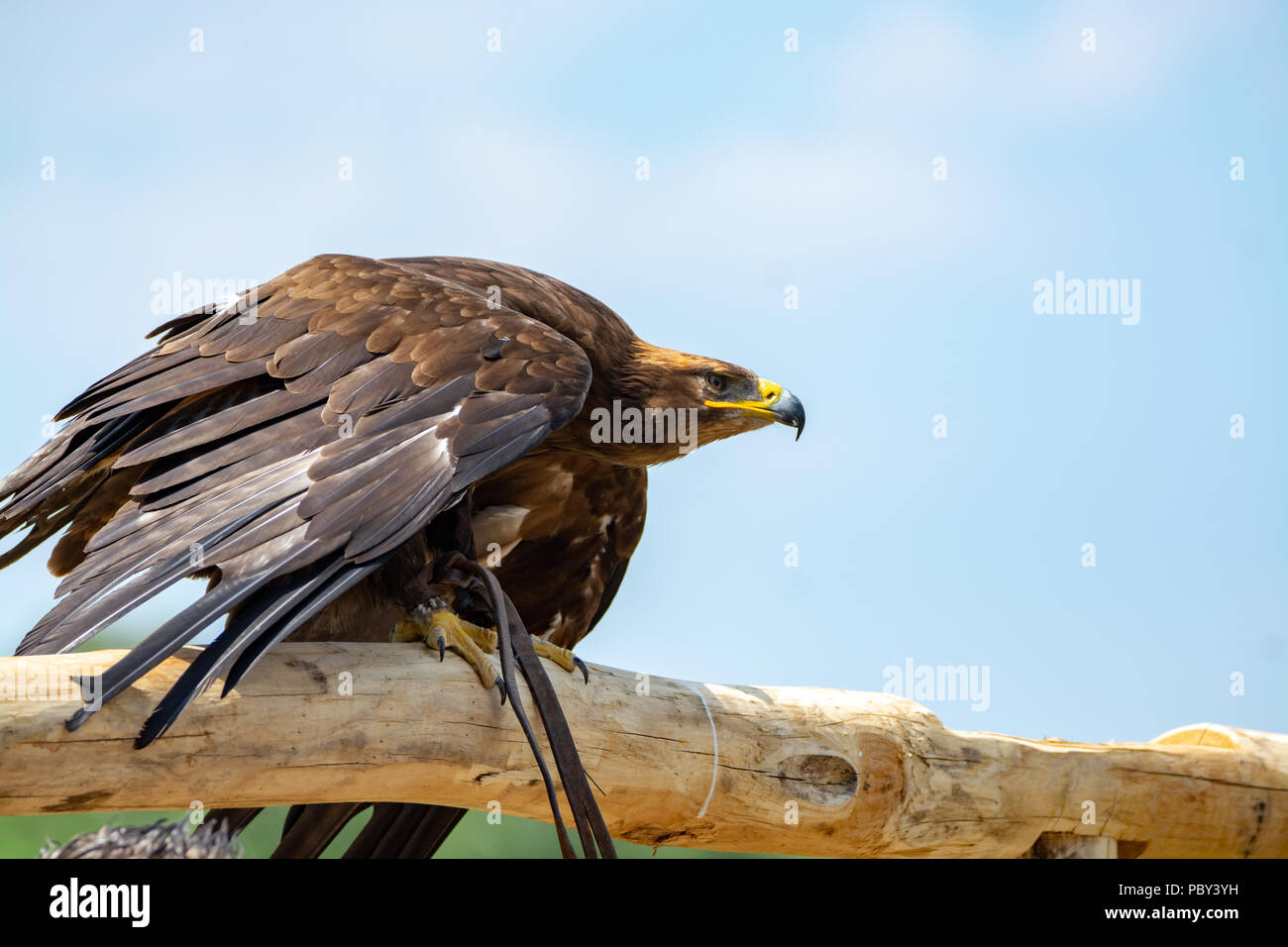 Golden eagle, Aquila chrysaetos, one of the best-known large birds of ...