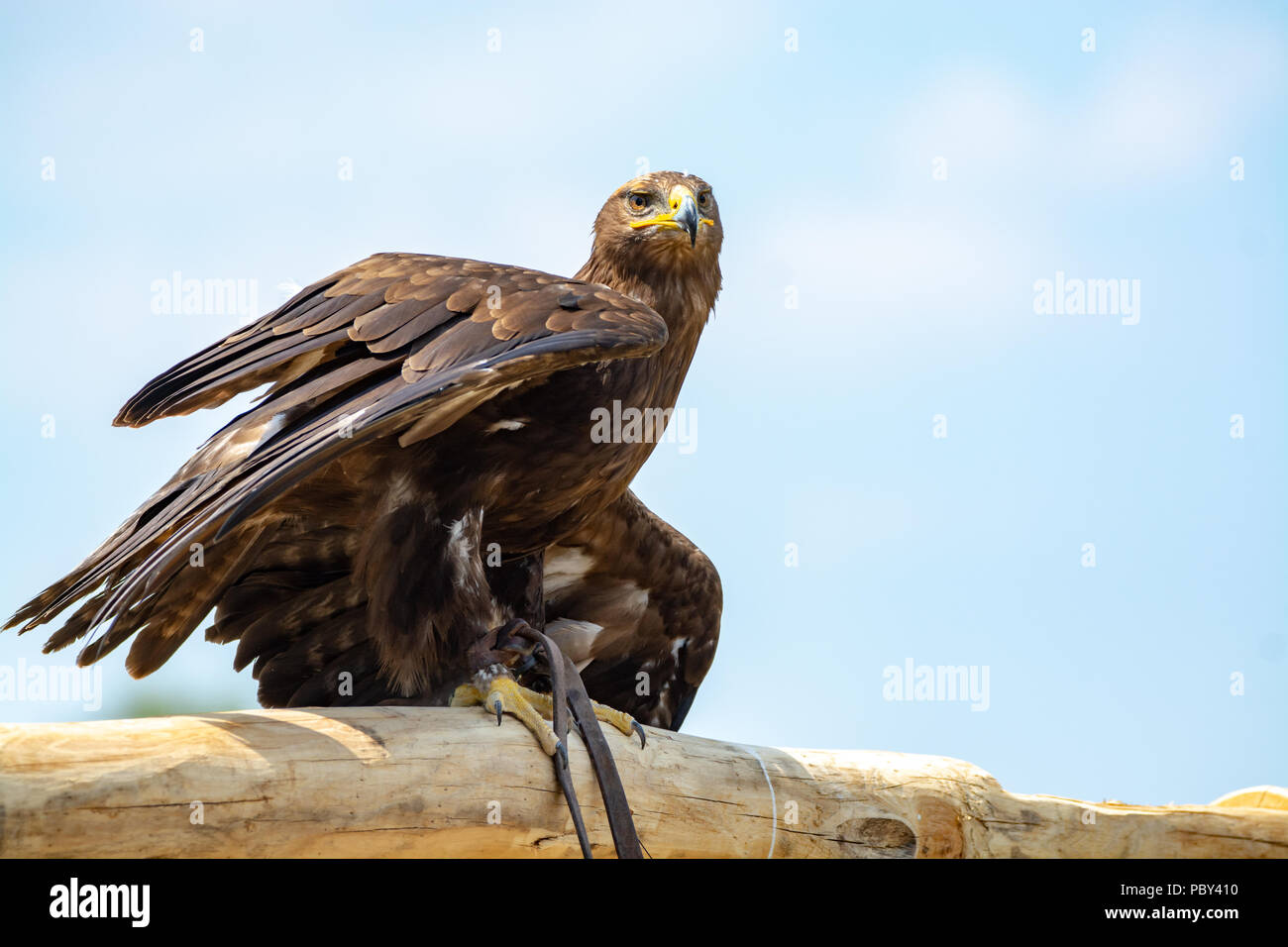 Golden eagle, Aquila chrysaetos, one of the best-known large birds of ...