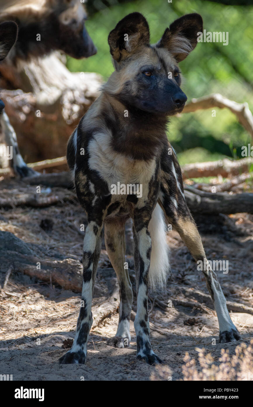 Spotted hyena (Crocuta crocuta), also known as the laughing hyena ...