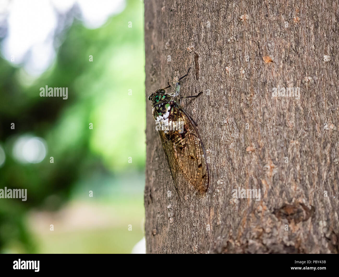 Loud noisy insect hi-res stock photography and images - Alamy