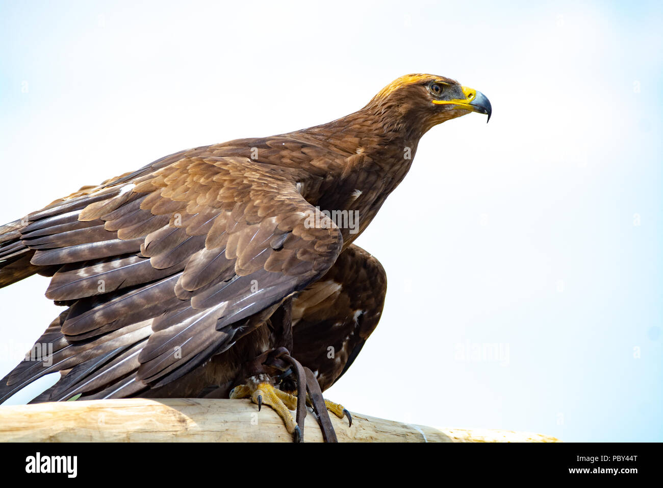 Golden eagle, Aquila chrysaetos, one of the best-known large birds of ...