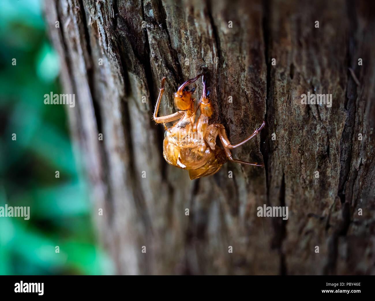Cicada anatomy hi-res stock photography and images - Alamy