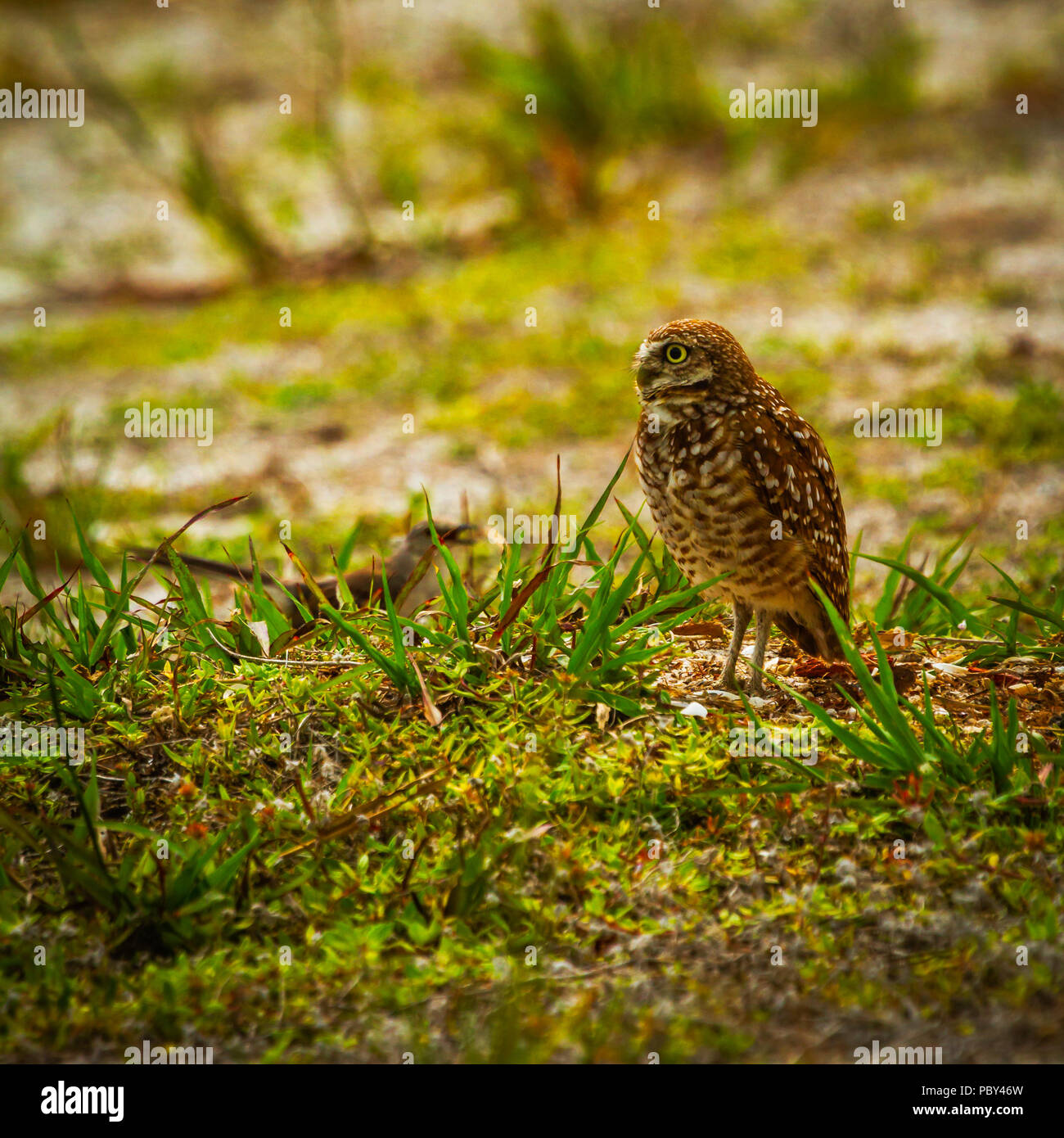 Florida Burrowing Owl Stock Photo - Alamy