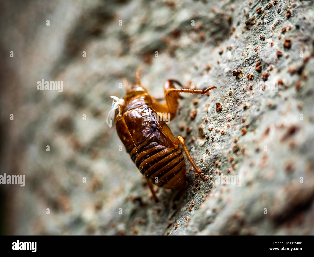 Cicada anatomy hi-res stock photography and images - Alamy