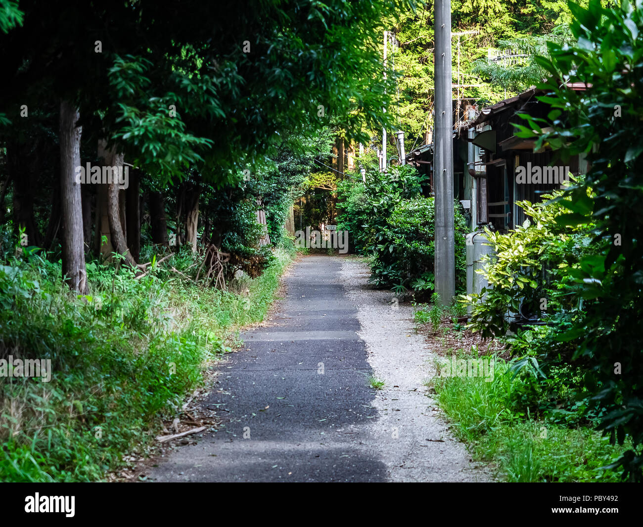 A short, small road through the forest and into a small nature preserve ...