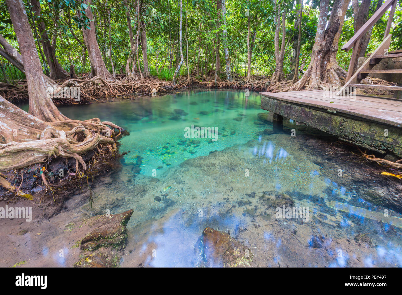 Wooden bridge to the jungle, Tha pom mangrove forest, Krabi,Thailand ...