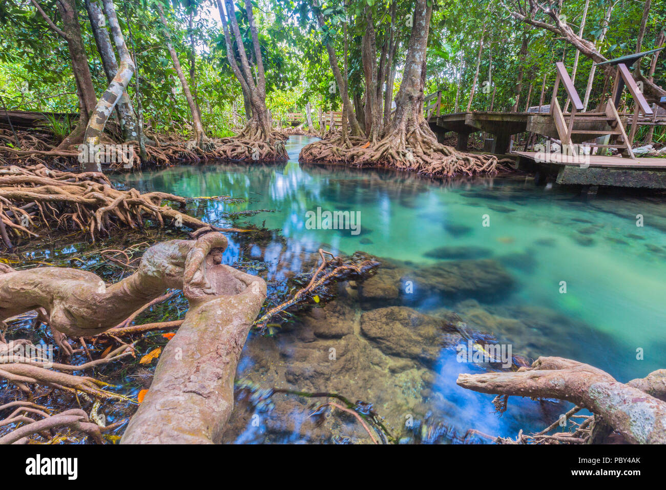 Wooden bridge to the jungle, Tha pom mangrove forest, Krabi,Thailand ...