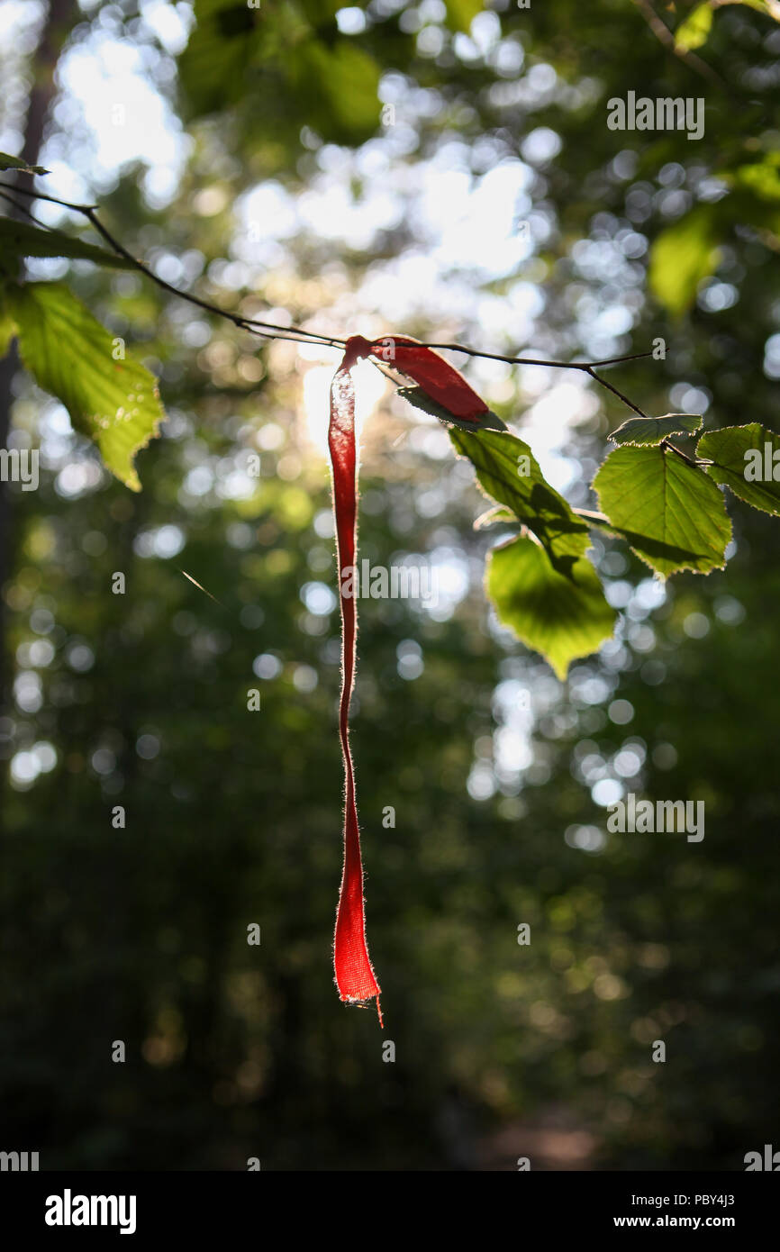 Woman tied to tree hi-res stock photography and images - Alamy