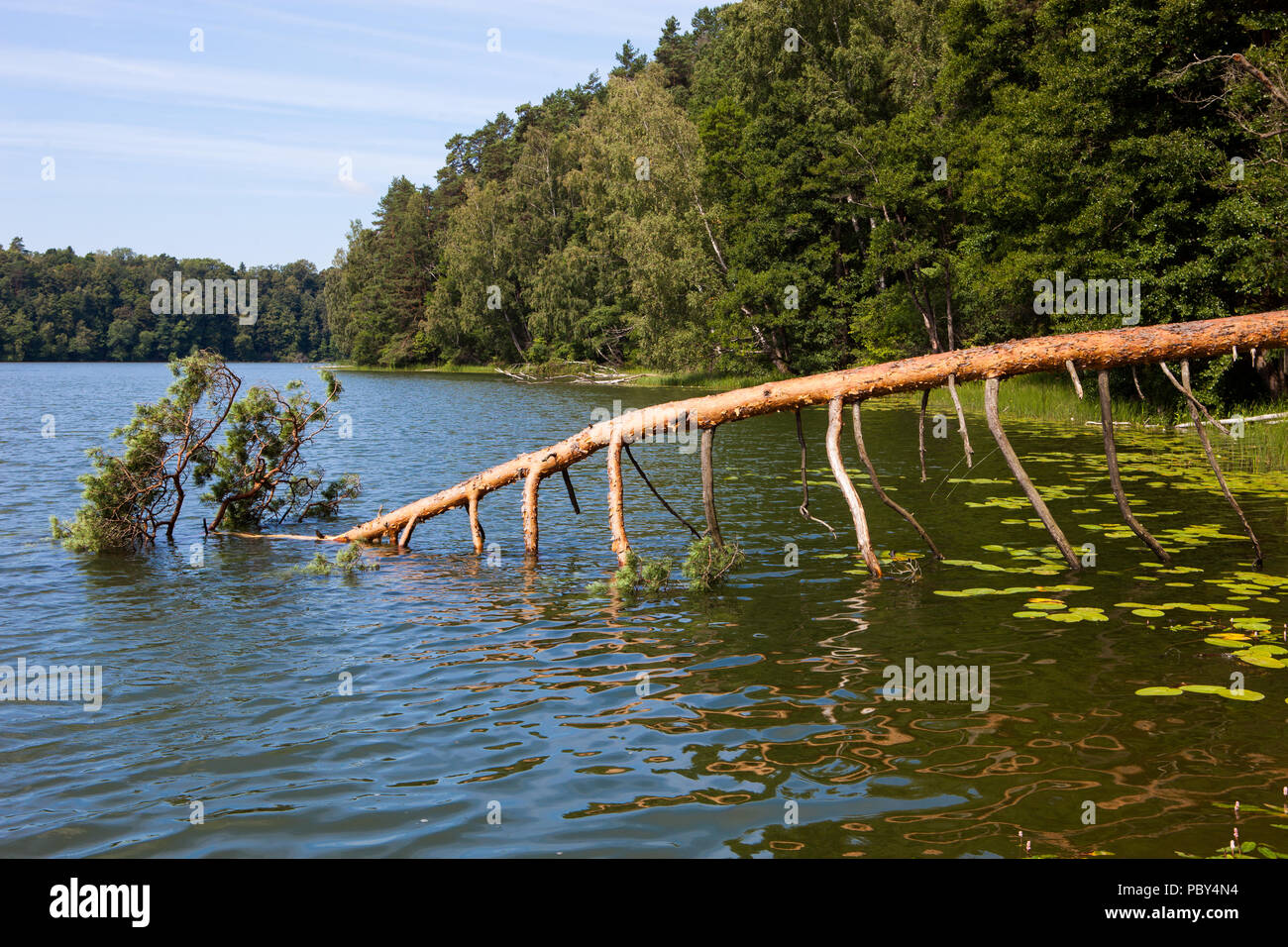 Beautiful fallen but alive pine tree above the water in the lake among ...