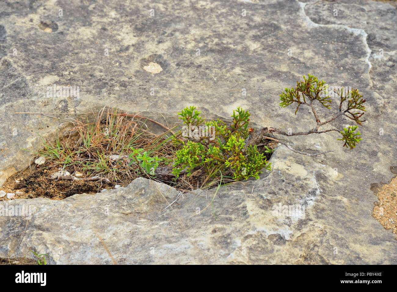 Rock pothole along the shore of Cow Creek with plant community ...
