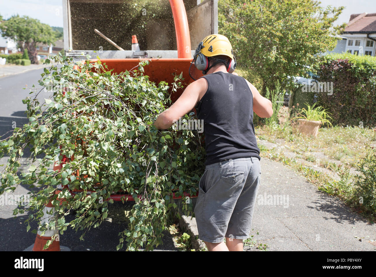 A tree surgeon feeds small branches into a wood chipping machine Stock ...