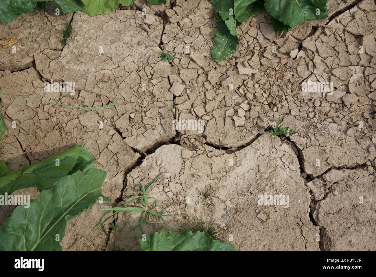 Heatwave: parched earth deprived of rain, cracks and blisters under the ...