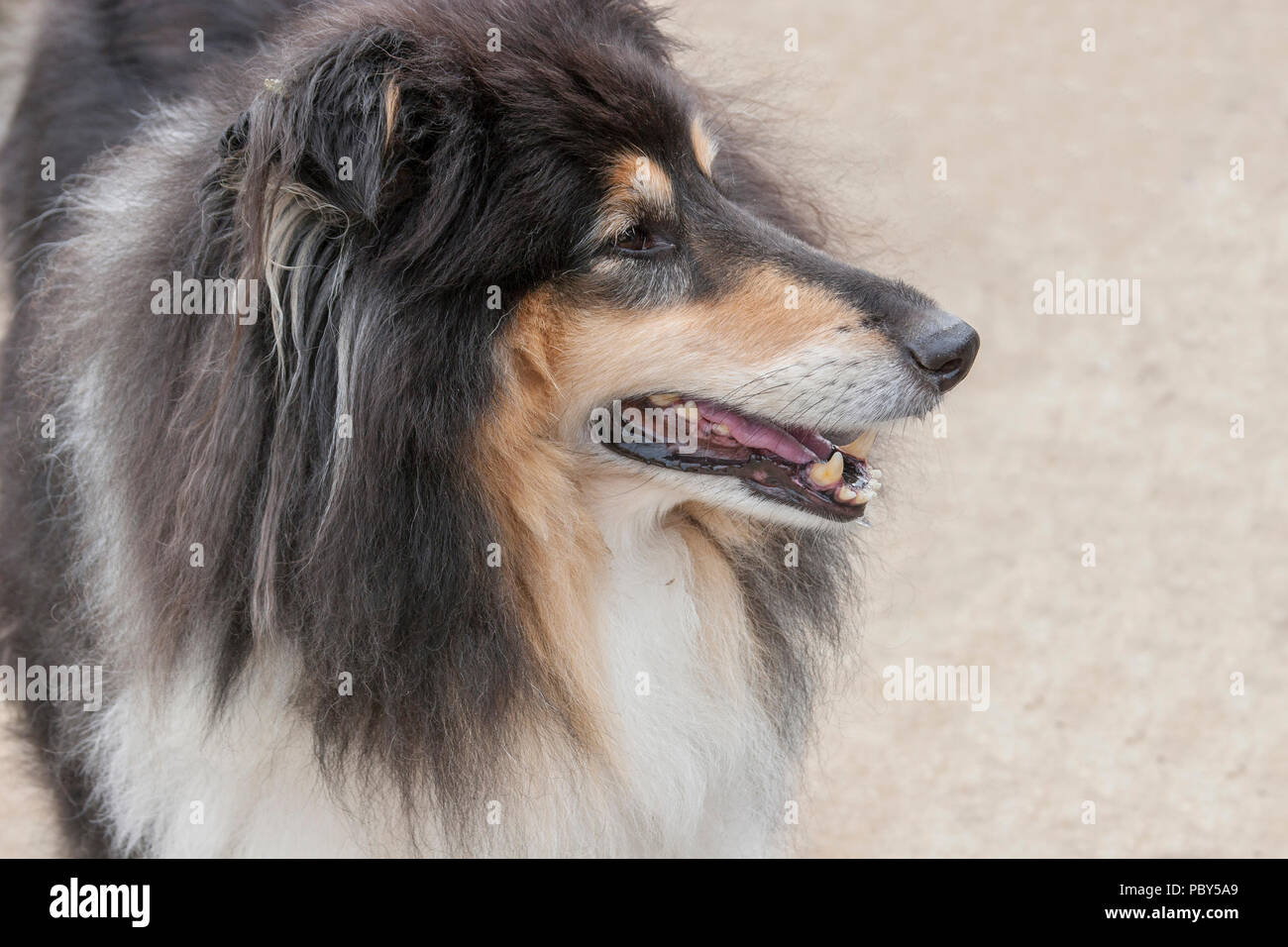 Pet dog portrait in Abington Park, Northampton, uk Stock Photo - Alamy