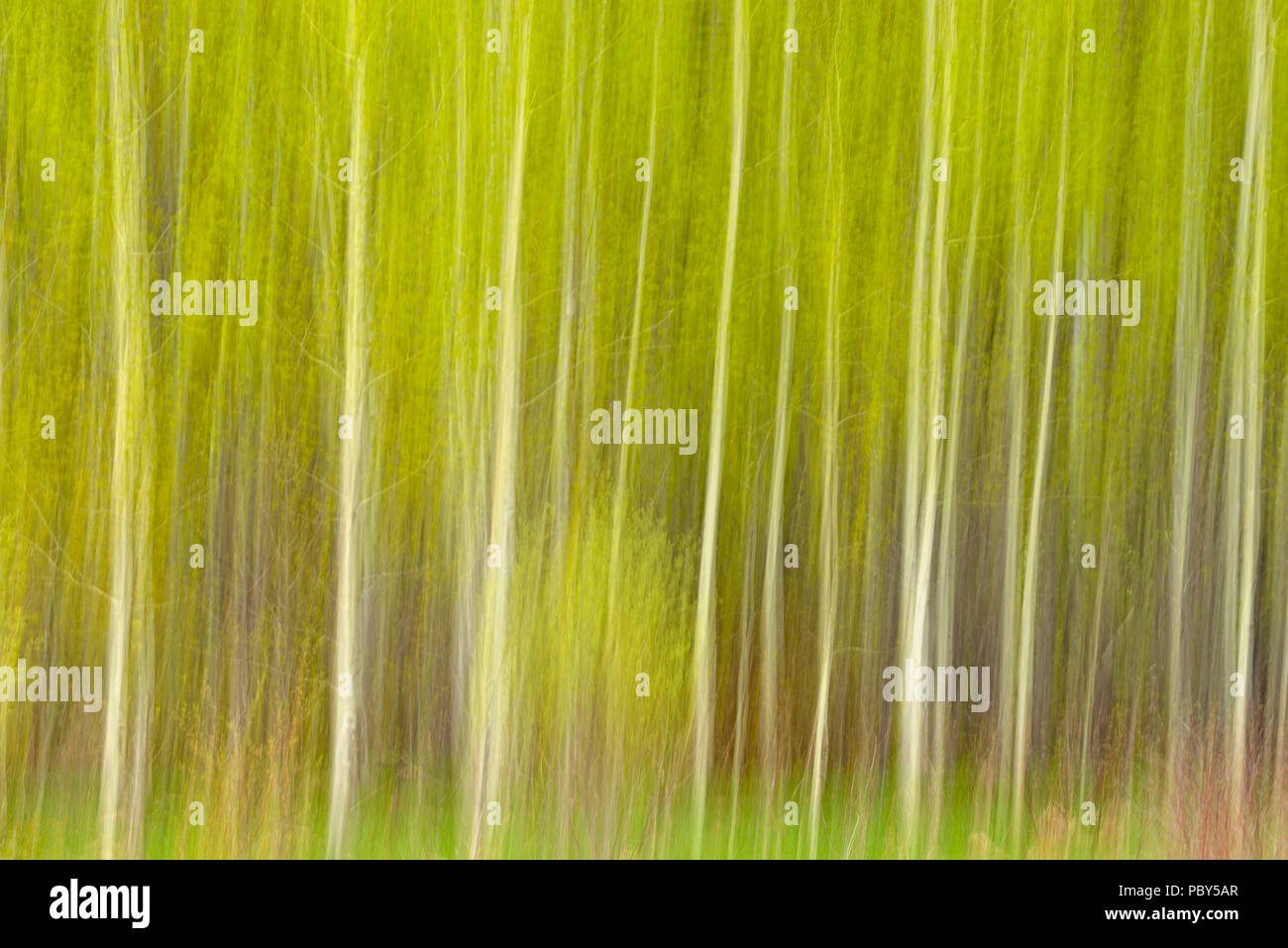 Spring foliage in aspen trees at the edge of a pasture, near ...
