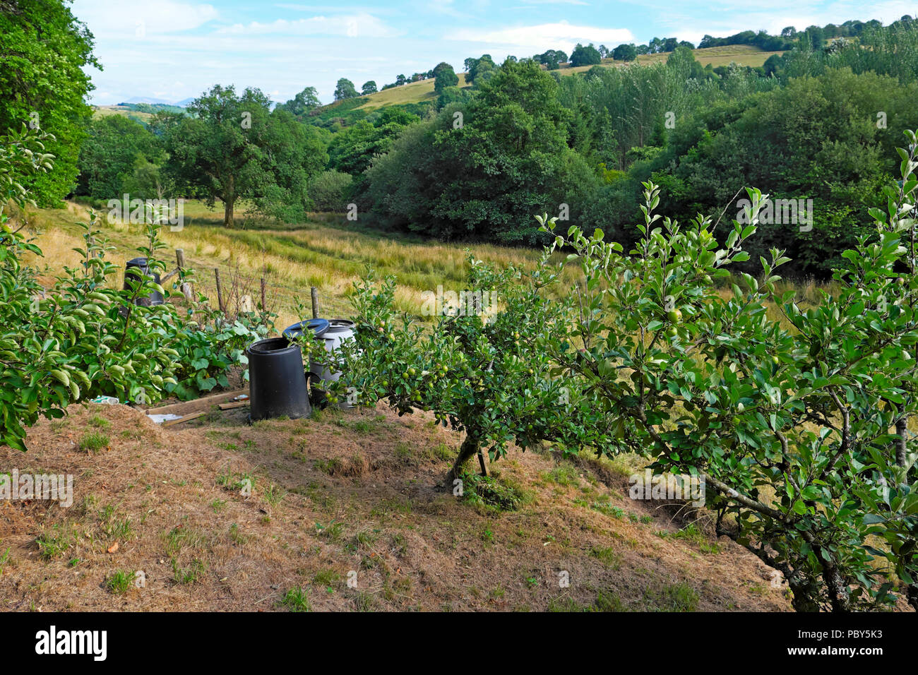 Apple trees in parched apple orchard with apples on tree and view of ...